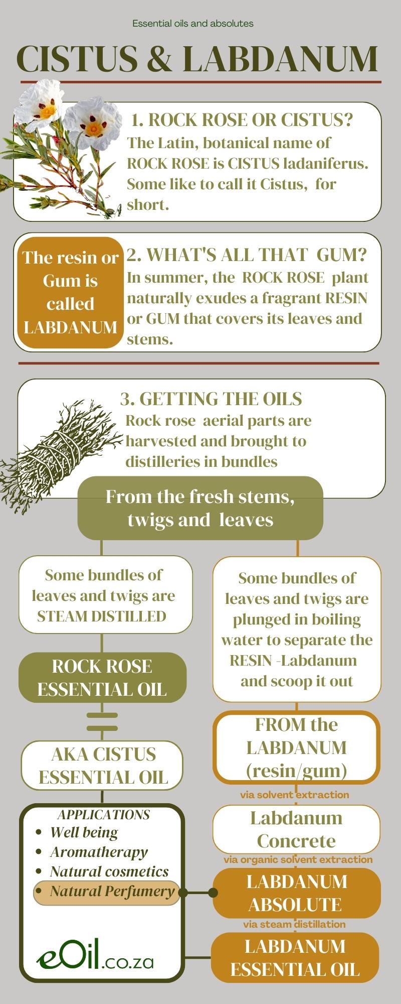 Understanding Rock Rose - Cistus - Labdanum Essential oils & Absolute ...